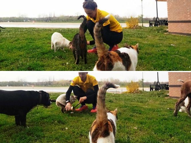 NE ZABORAVIMO MACE I PSE SA ULICE: PRIKUPIMO HRANU ZA UGROŽENE ...