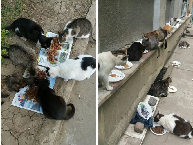 NE ZABORAVIMO MACE I PSE SA ULICE: PRIKUPIMO HRANU ZA UGROŽENE ...