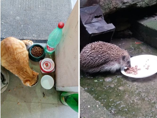 NE ZABORAVIMO MACE I PSE SA ULICE: PRIKUPIMO HRANU ZA UGROŽENE ...